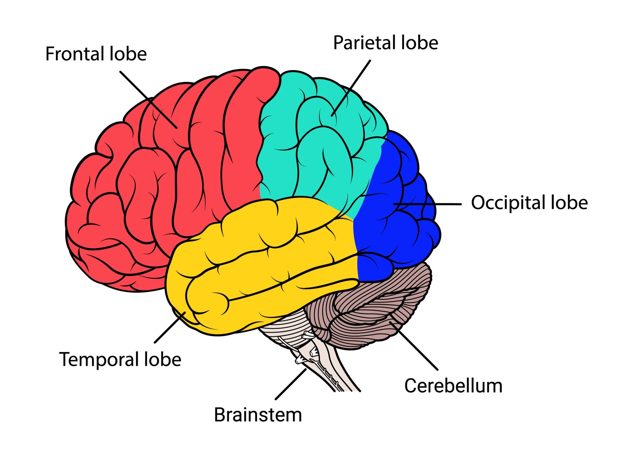 Post Stroke Dizziness How Vestibular Therapy Can Help
